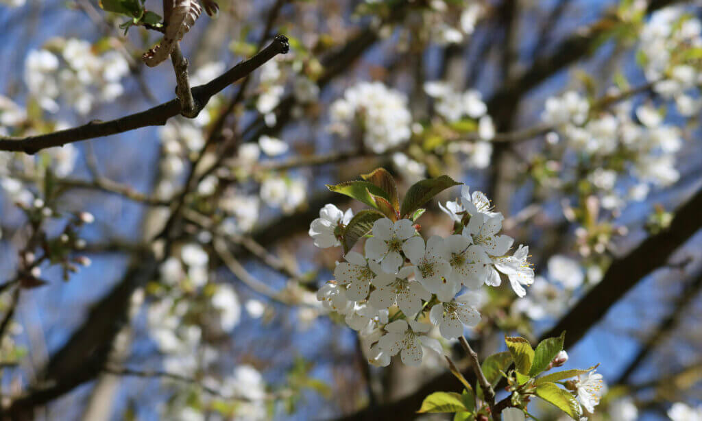 Bealtaine Meaning: Exploring Ireland's Ancient May Festival